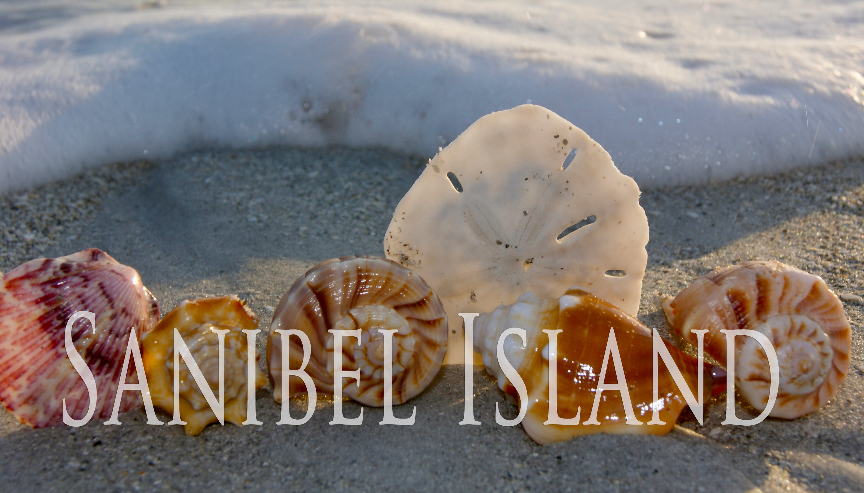 Sanibel Shell Cut-Out - Casey B Gent