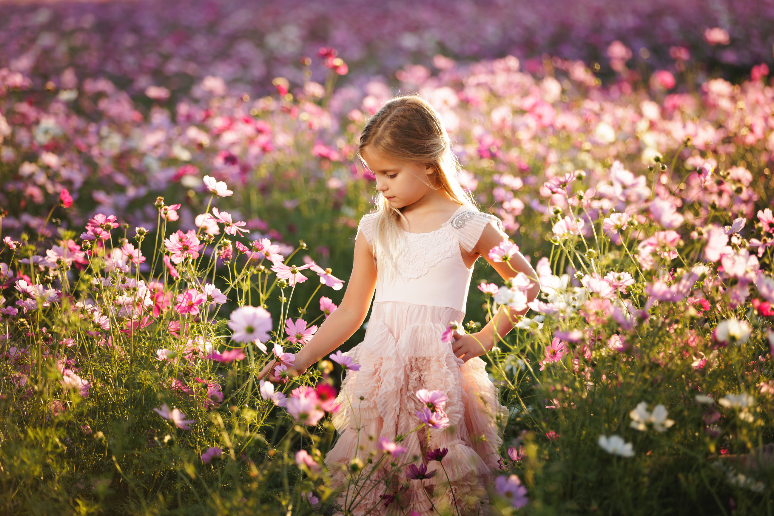 5-Year-Old Girl Portrait in Cosmos Field | Raleigh