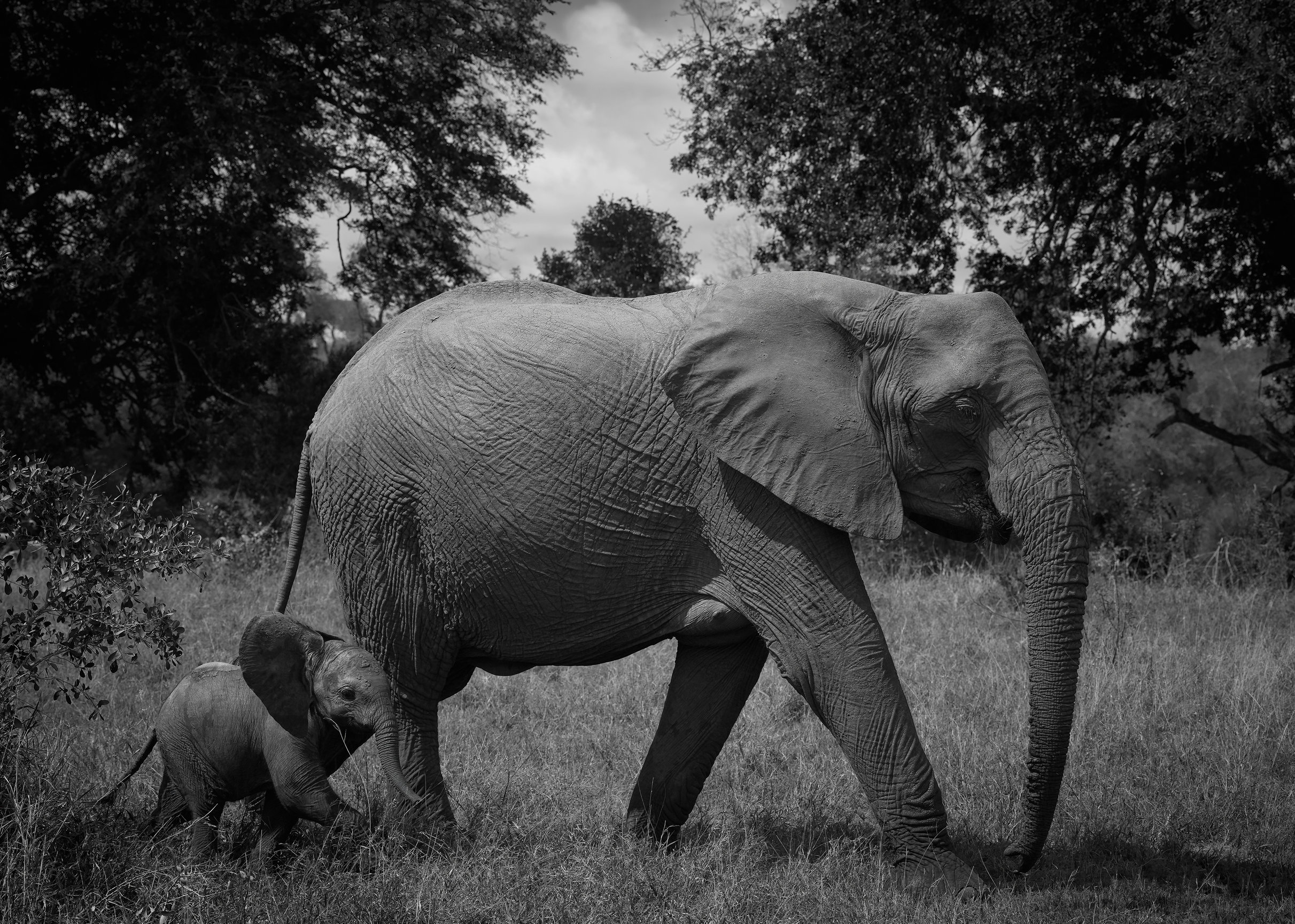 WILDLIFE - Kandy Gallery