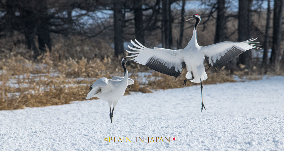 Migratory and Sub Regional Endemic Red-Crowned Cranes Hokkaido Birding ...