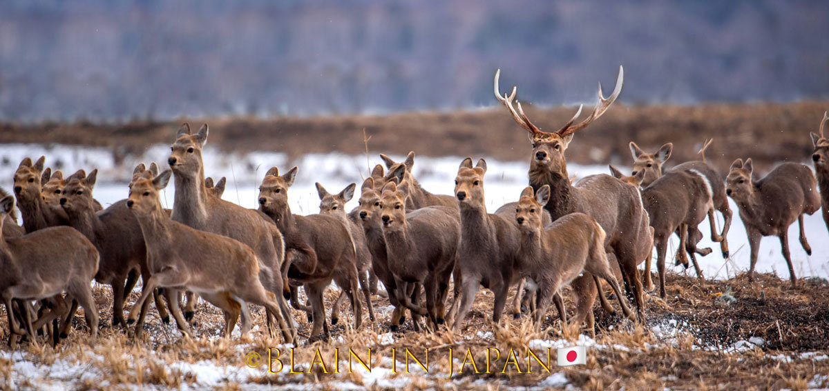 Hokkaido Photo Tour - The path to the largest Herd of Hokkaido Sika ...