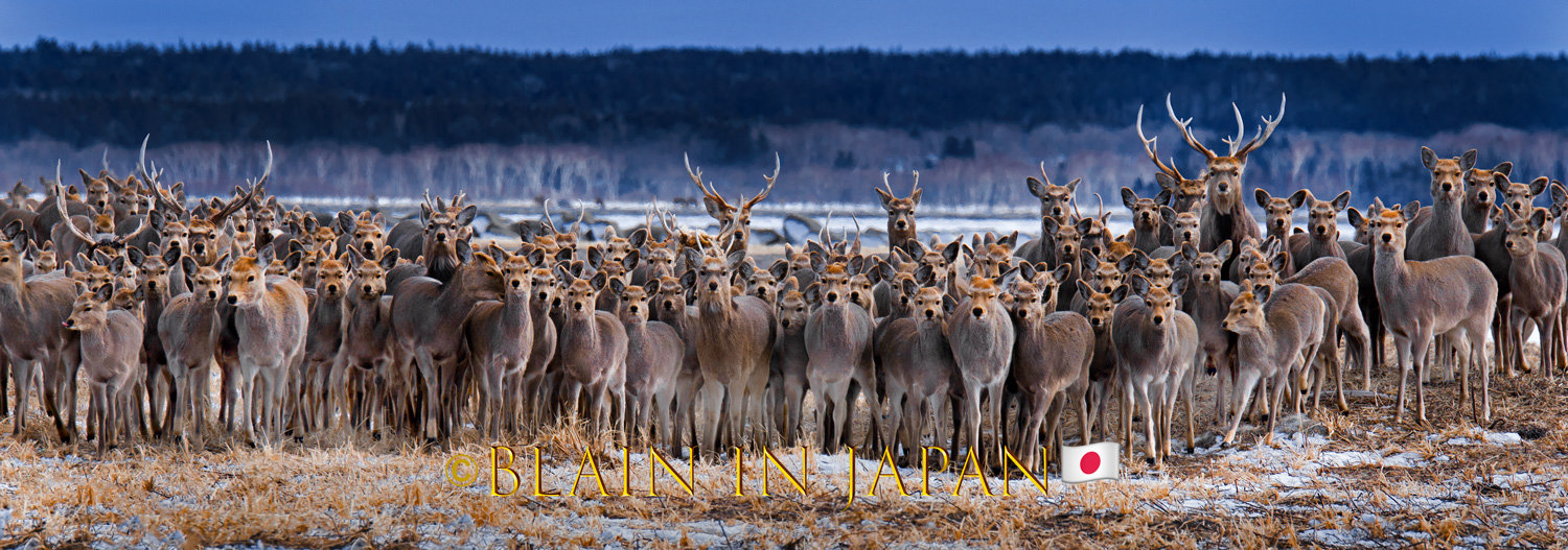 Hokkaido Photo Tour - Choose Your Own Wildlife Adventure - Hokkaido ...