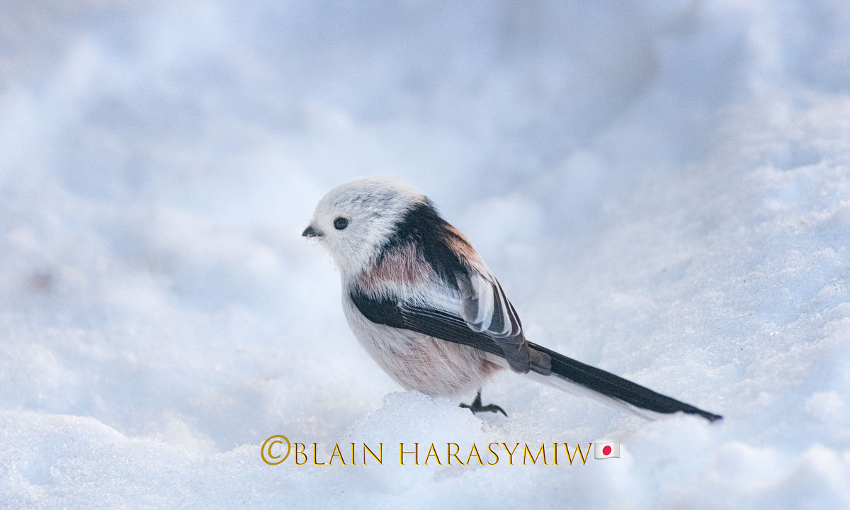 Hokkaido Photo Tour - The Always Adorable Shima Enaga - Blain Harasymiw ...