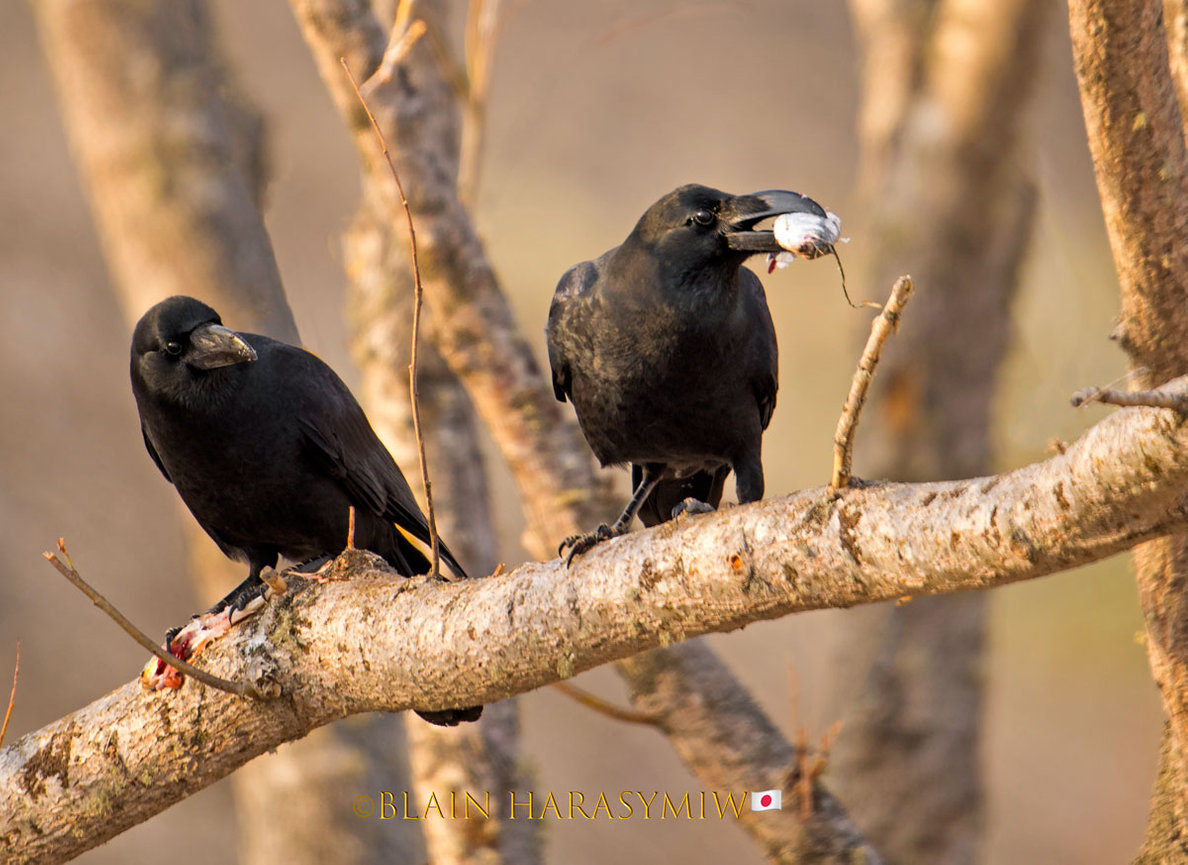 The Jungle Crow (Corvus macrorhynchos) & Other Wildlife Eye Contact ...