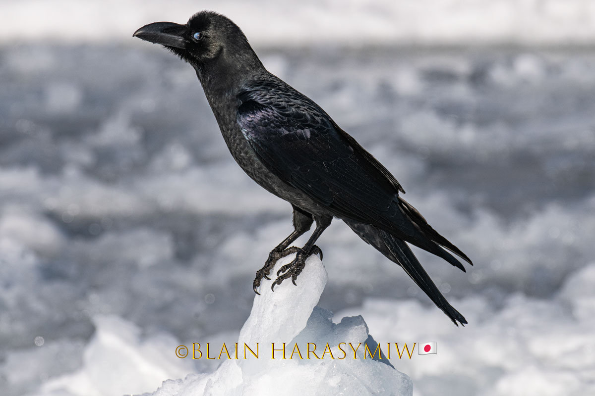 The Jungle Crow (Corvus macrorhynchos) & Other Wildlife Eye Contact ...