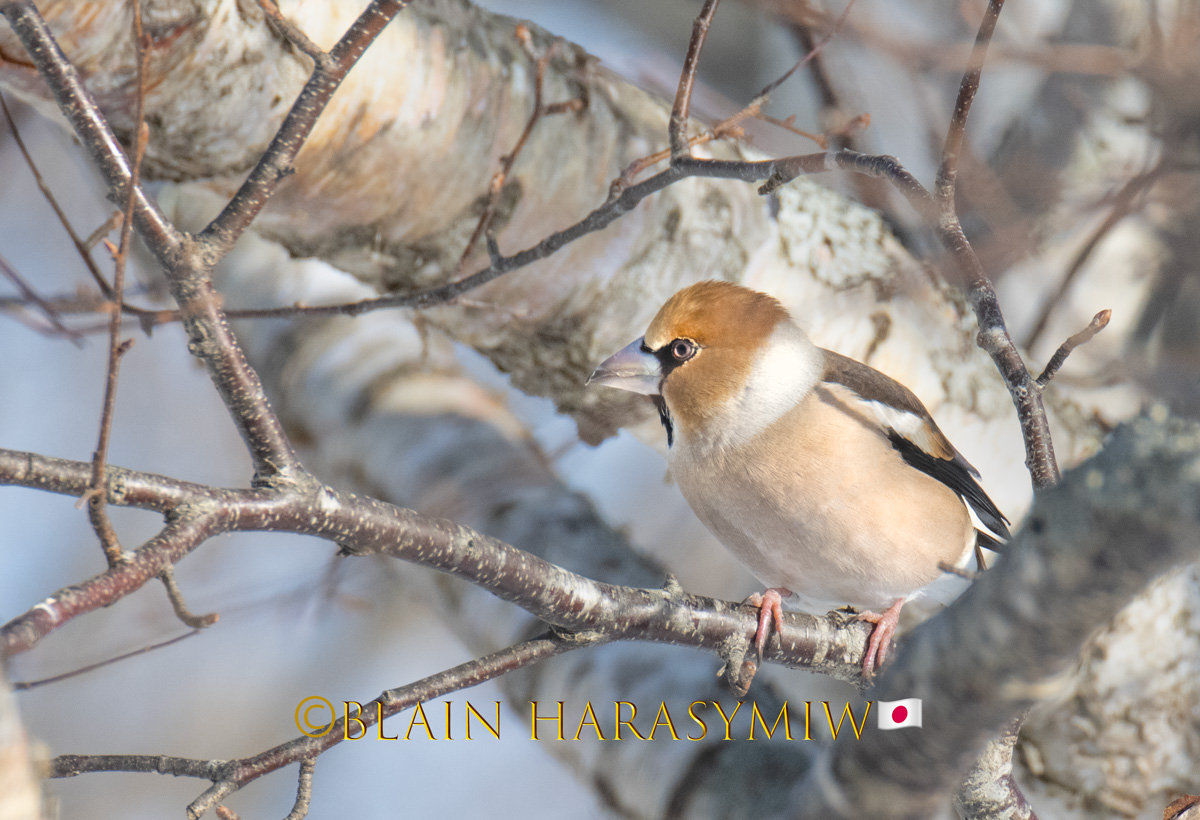 Ultimate Guide to Birding in Japan: - Blain Harasymiw Photography