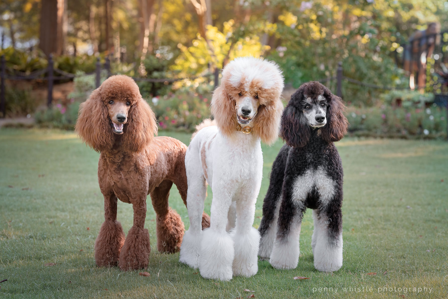 Responsibly Bred Red and Multi-Colored Standard Poodles in Dallas ...