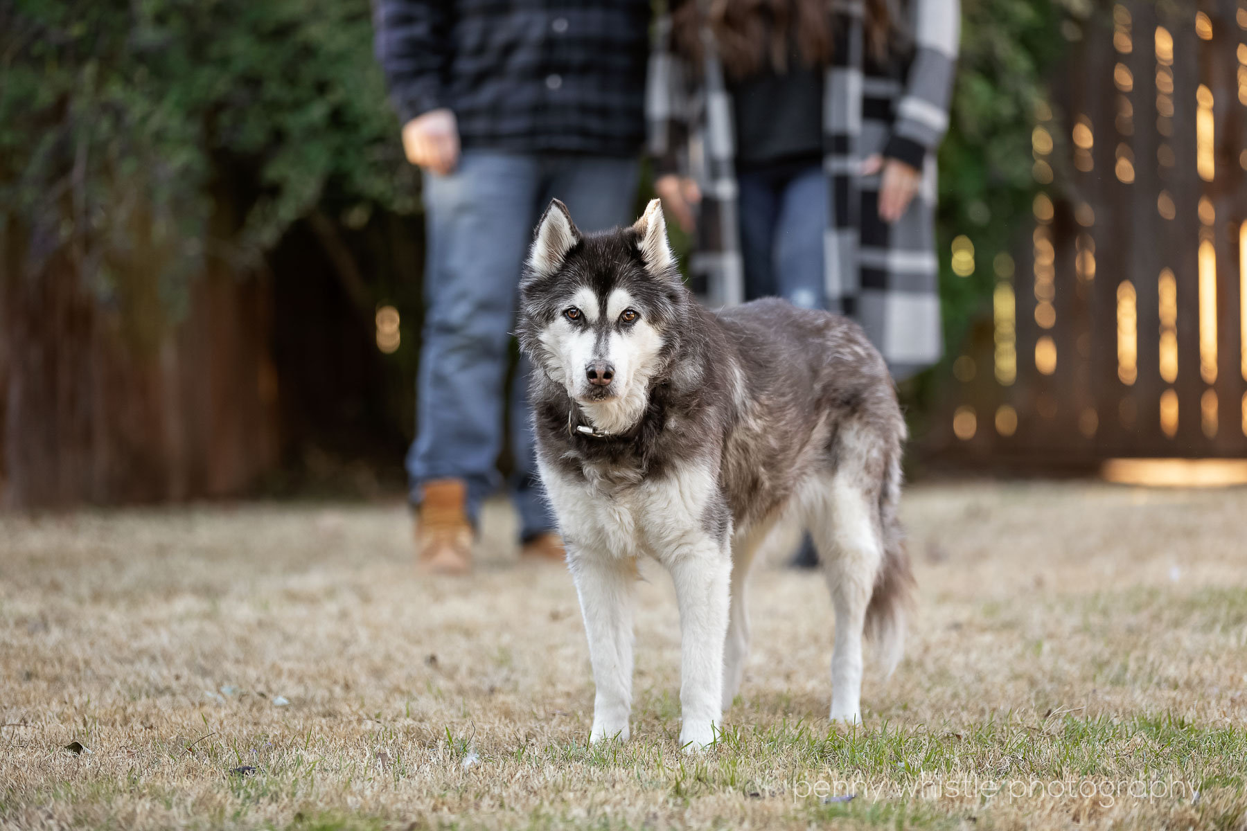 What To Expect During Your Pet's End-of-Life Portrait Session