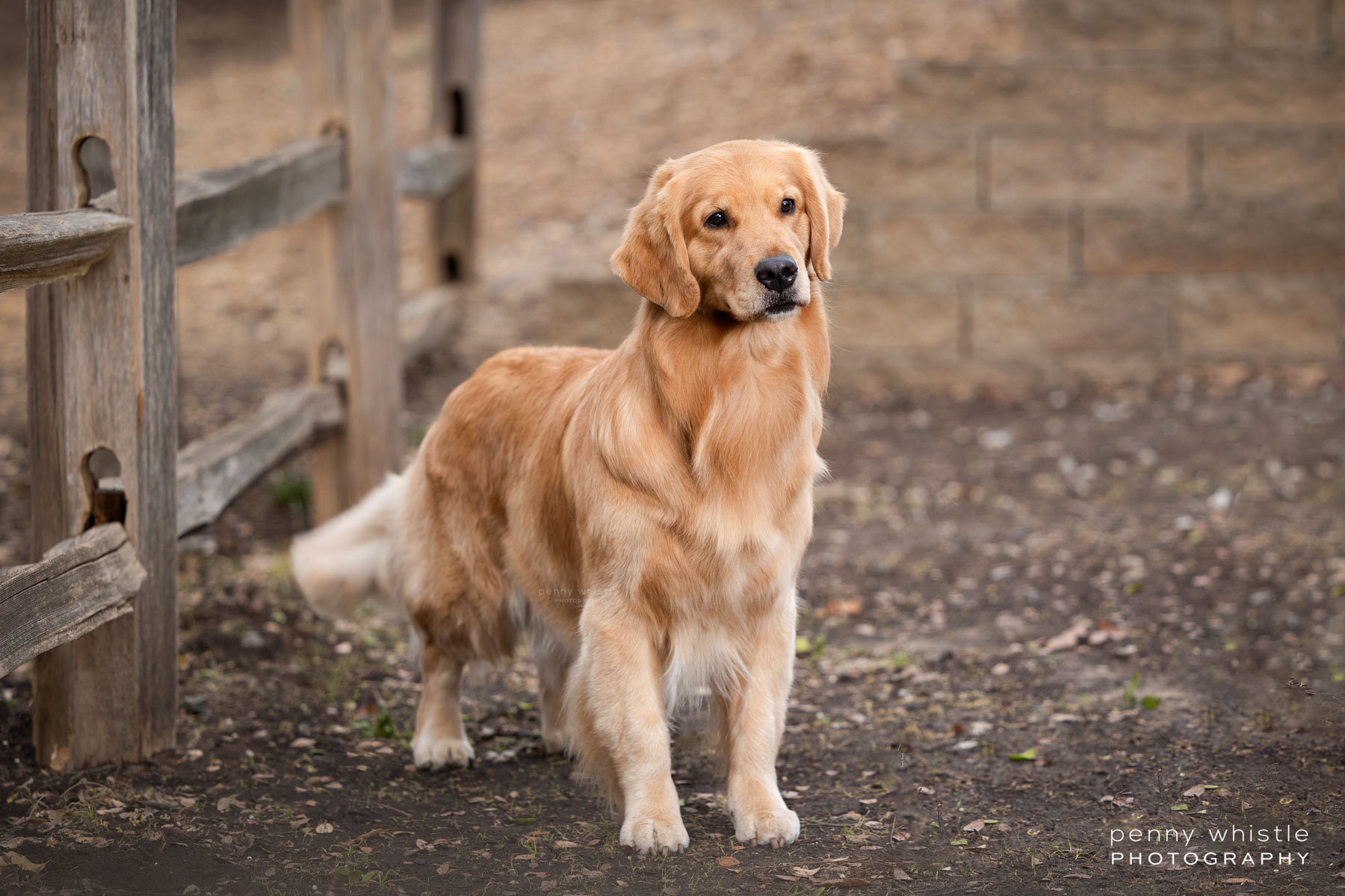 5 Things You May Not Know About Golden Retrievers
