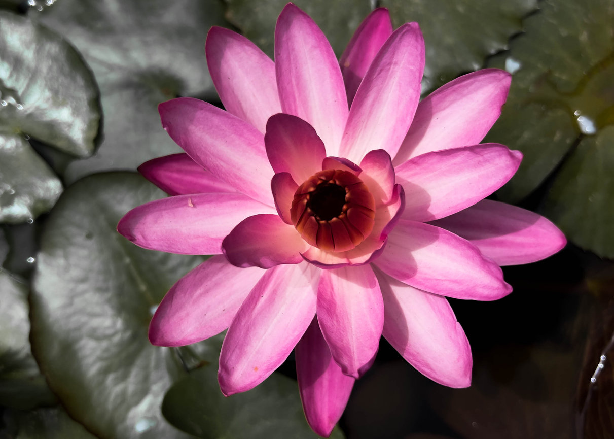 FLORA - Robb Mitchell