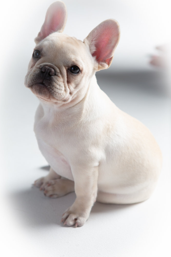 Pet Portraits - T.Y.E. Studios, Photography Studio & Collection of ...