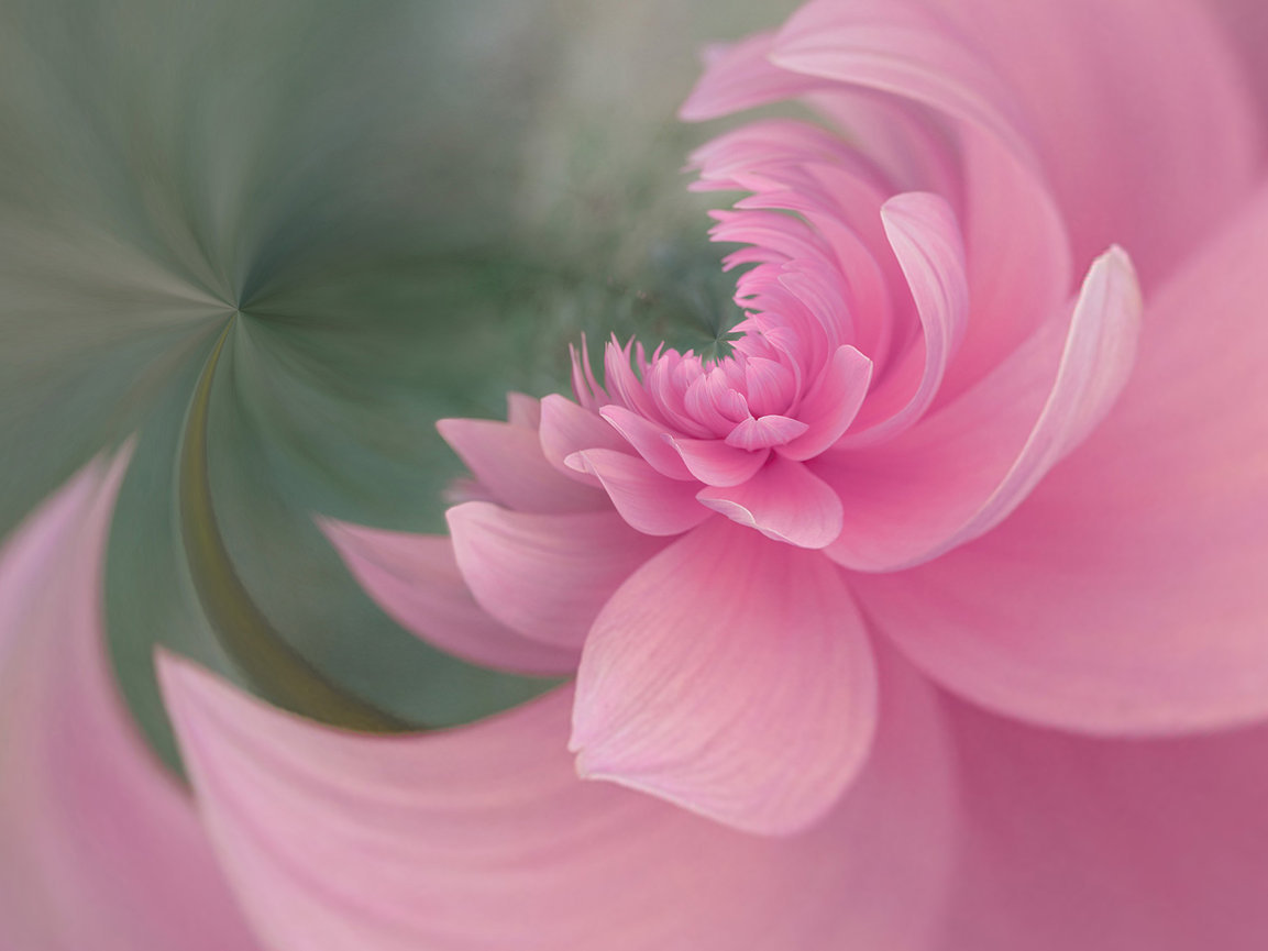 Post-Processing Tips for Elevating Your Macro Flower Photography to ...