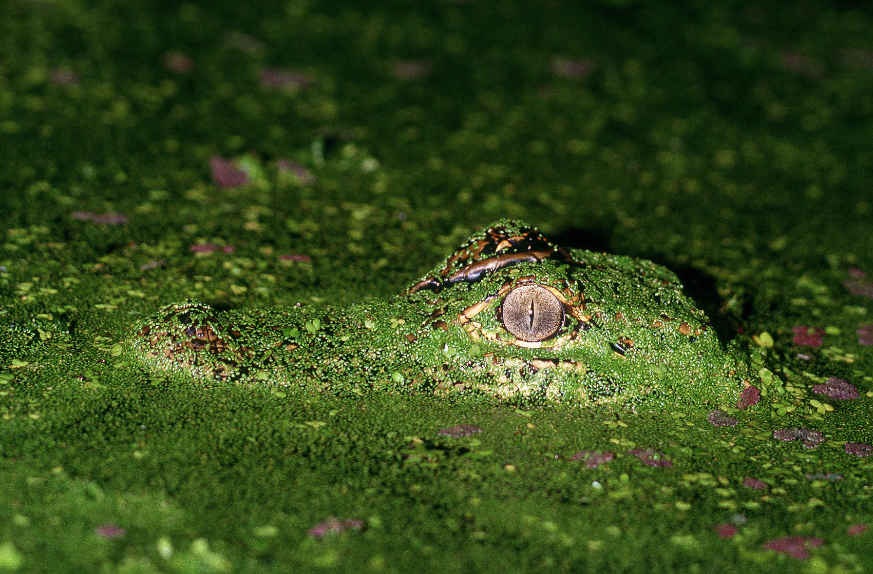 Alligator at night - Jim Zuckerman photography & photo tours