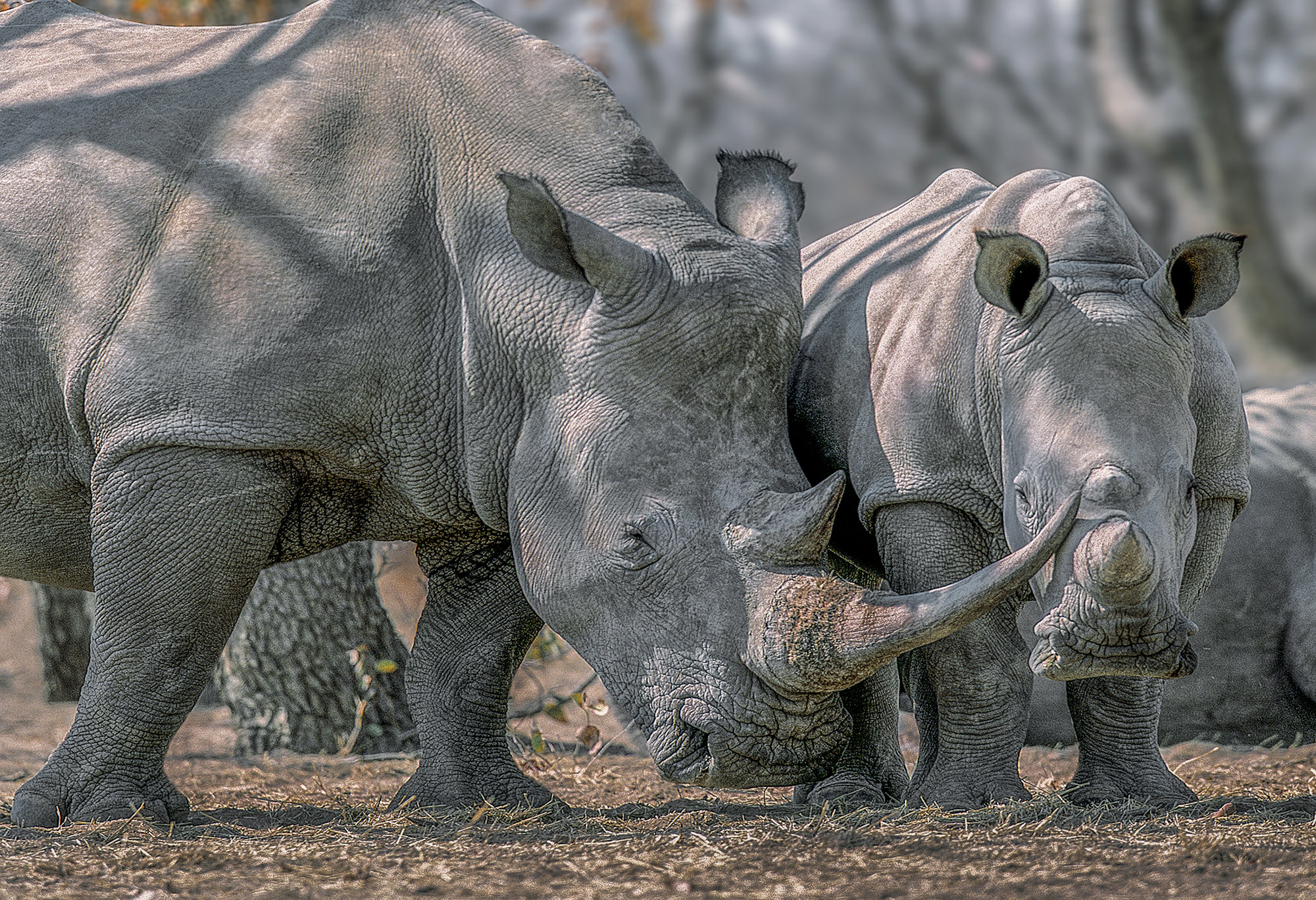 Crash of rhinos - Jim Zuckerman photography & photo tours