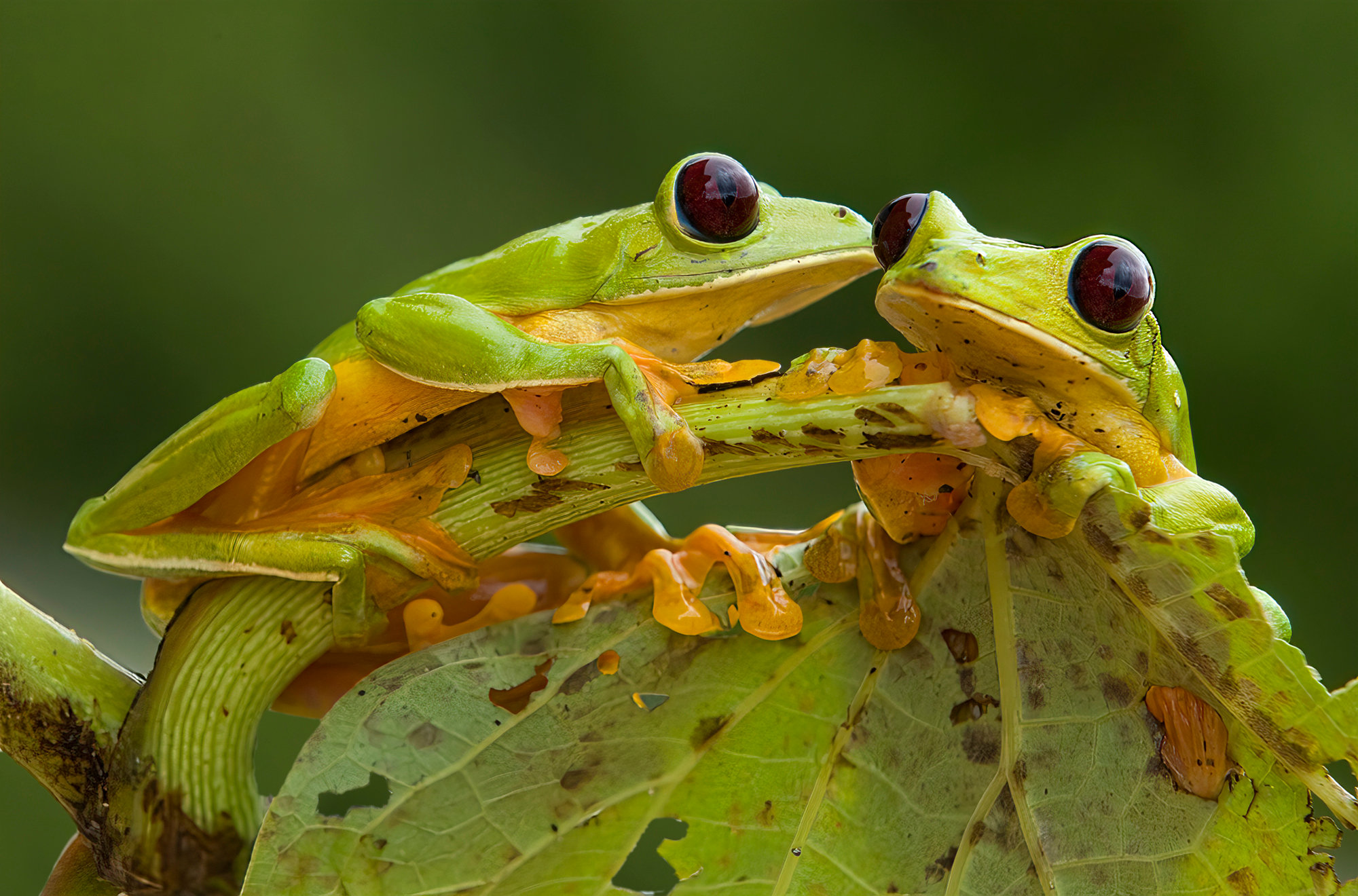 Frogs from Costa Rica - Jim Zuckerman photography & photo tours