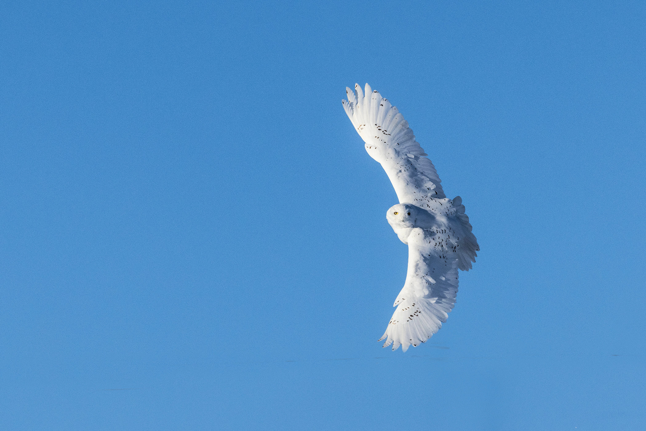 A snowy owl taking flight - Jim Zuckerman photography & photo tours