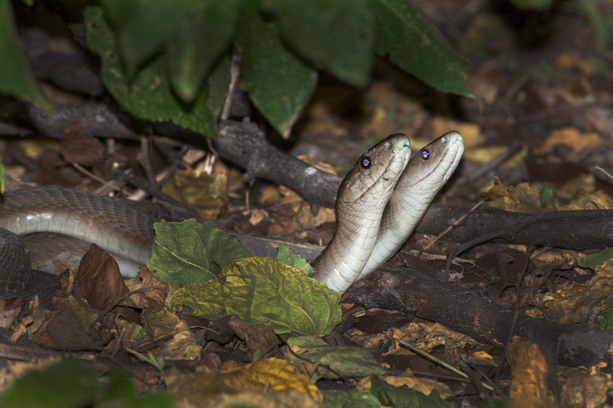 Mating black mambas - Jim Zuckerman photography & photo tours