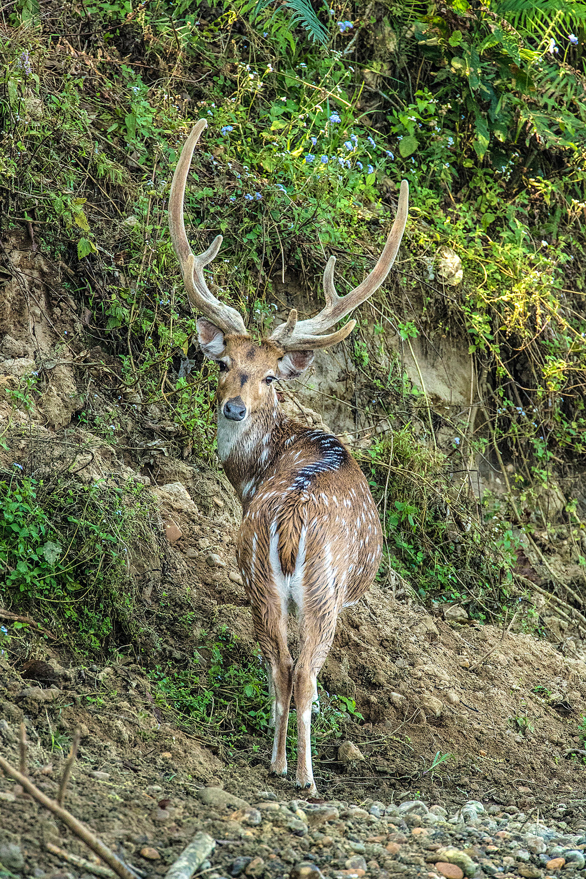 Axis deer buck - Jim Zuckerman photography & photo tours