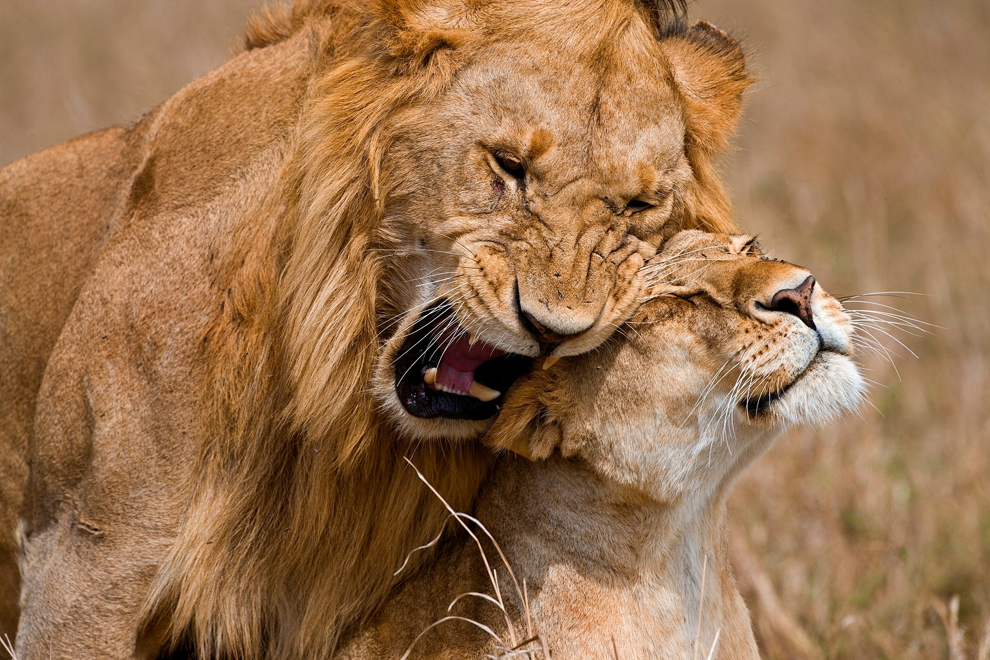 Procreating - Jim Zuckerman photography & photo tours