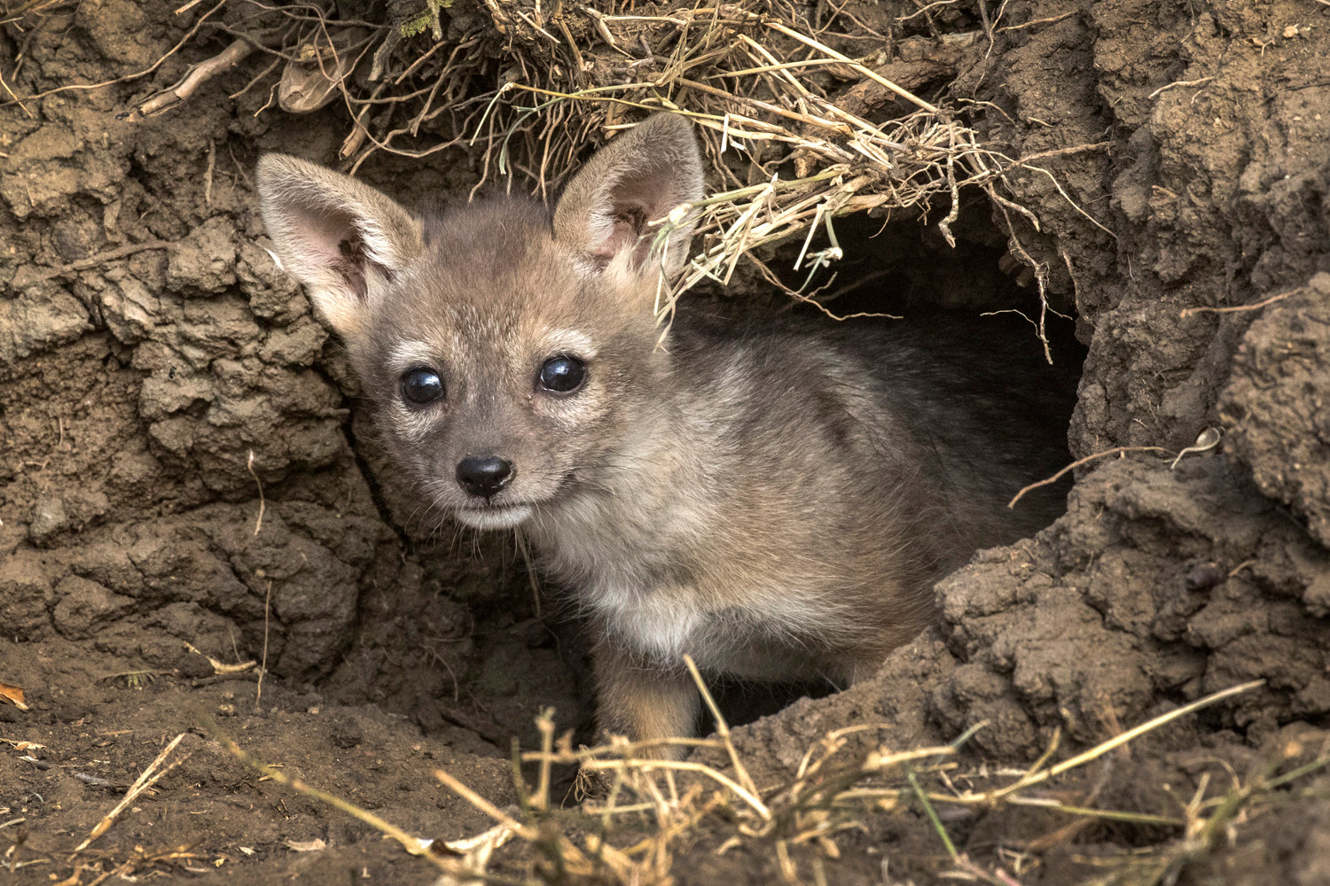 silver-backed jackal pup - Jim Zuckerman photography & photo tours