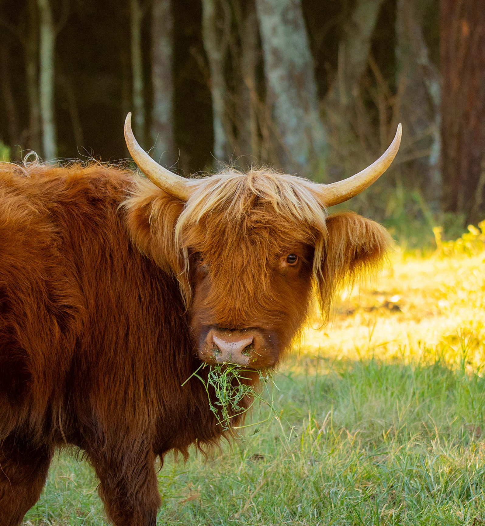 Highland Cow Photography & Encounters | K n J Photography