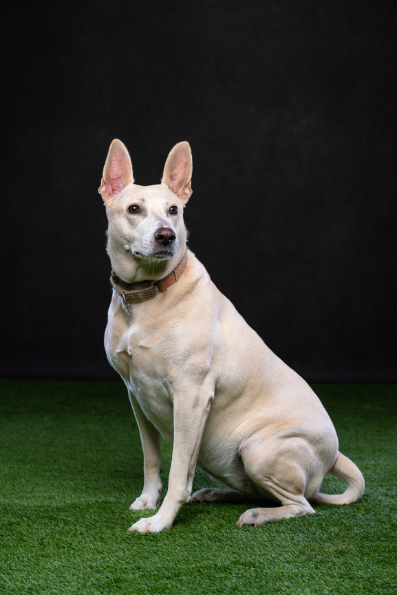 Client Final Galleries - Orendorff Studios