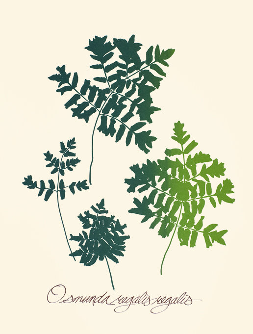 Fern Nature Prints - Longstreet Collection