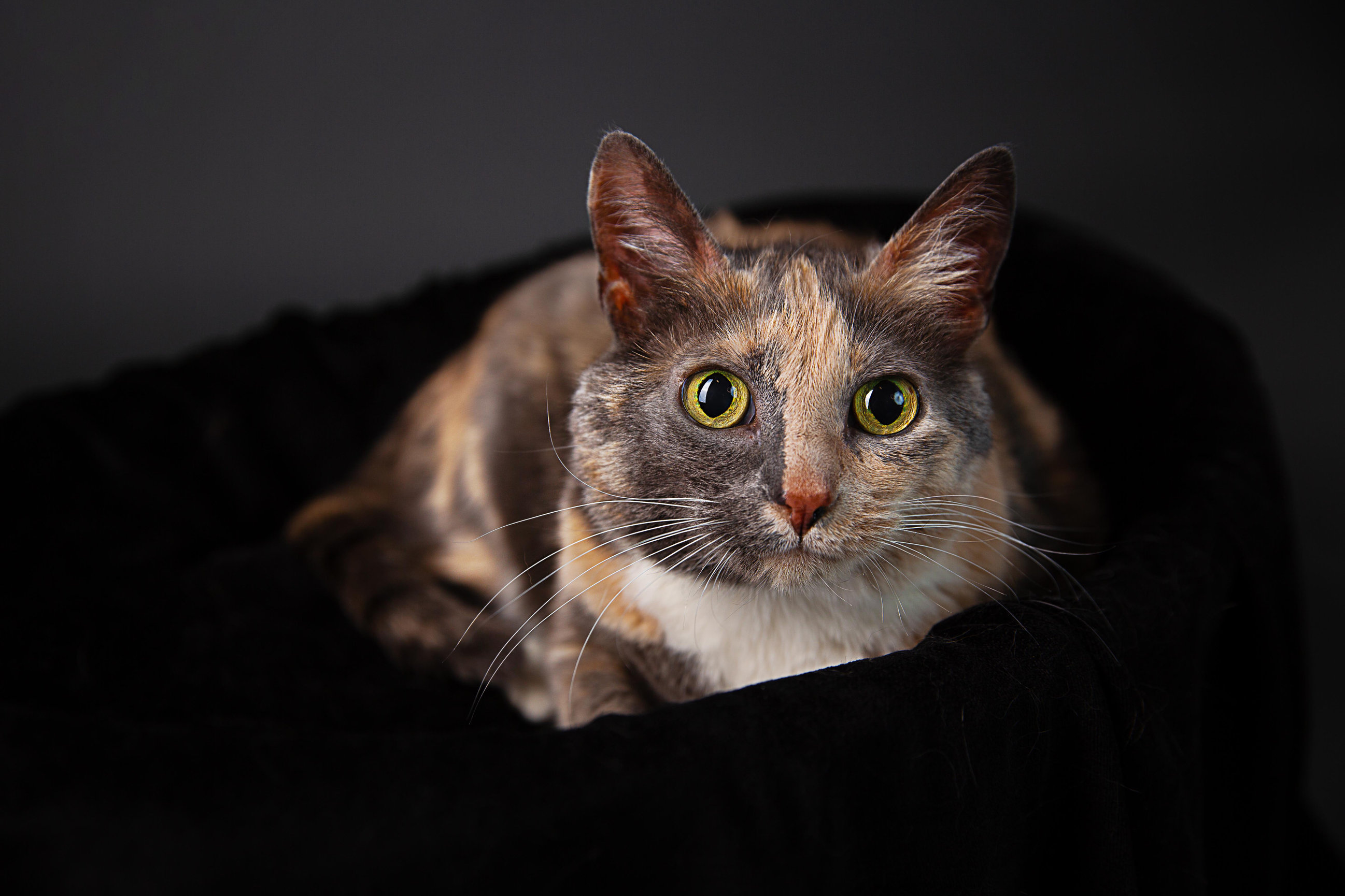 Atlanta, GA Best Pet Photographer