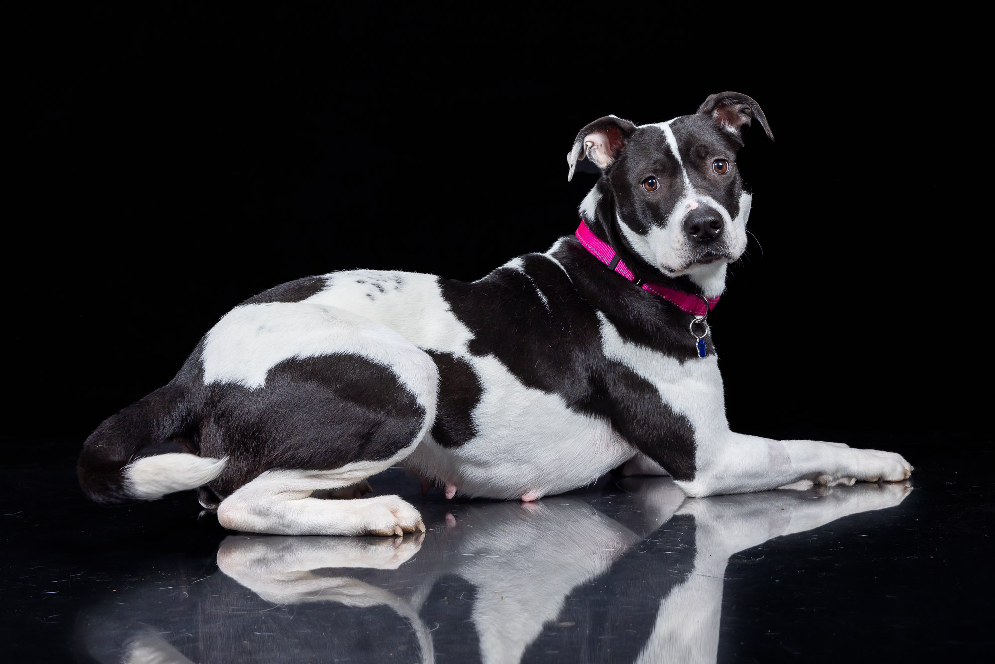 Meet Ellie, Your New Best Friend - Terri Jacobson Photography