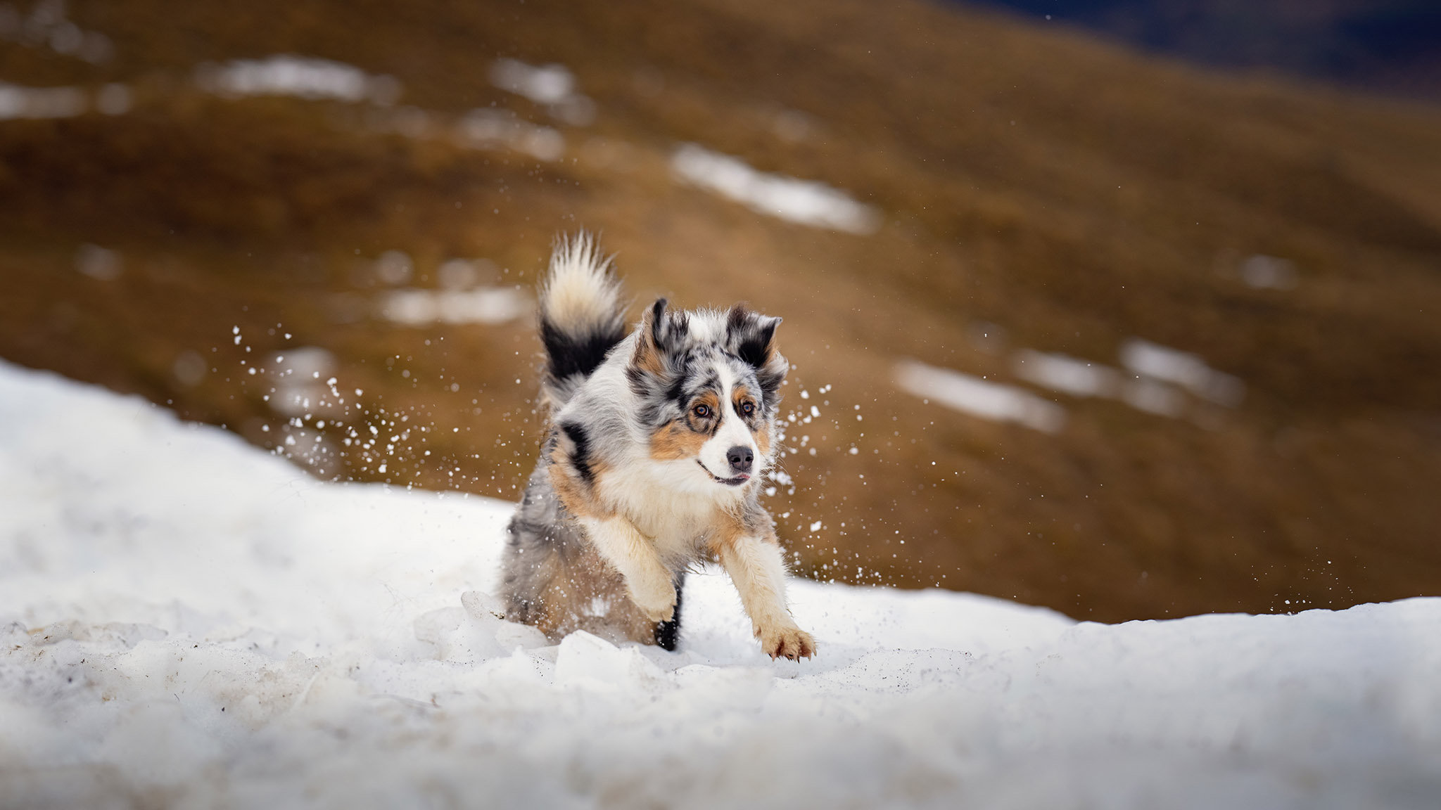 NZ Pet Photography Trip - Photographing Dogs in Snow