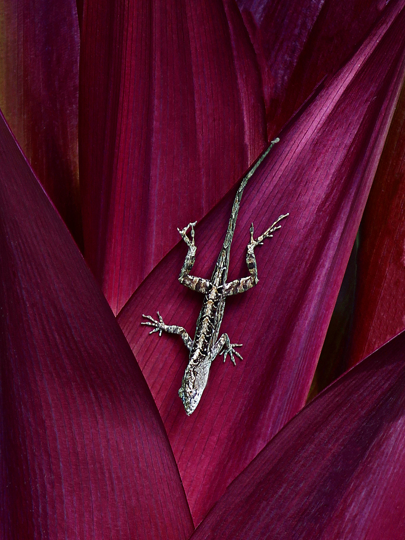 Sometimes you get lucky. - Mike Moats - Award Winning Macro Photographer