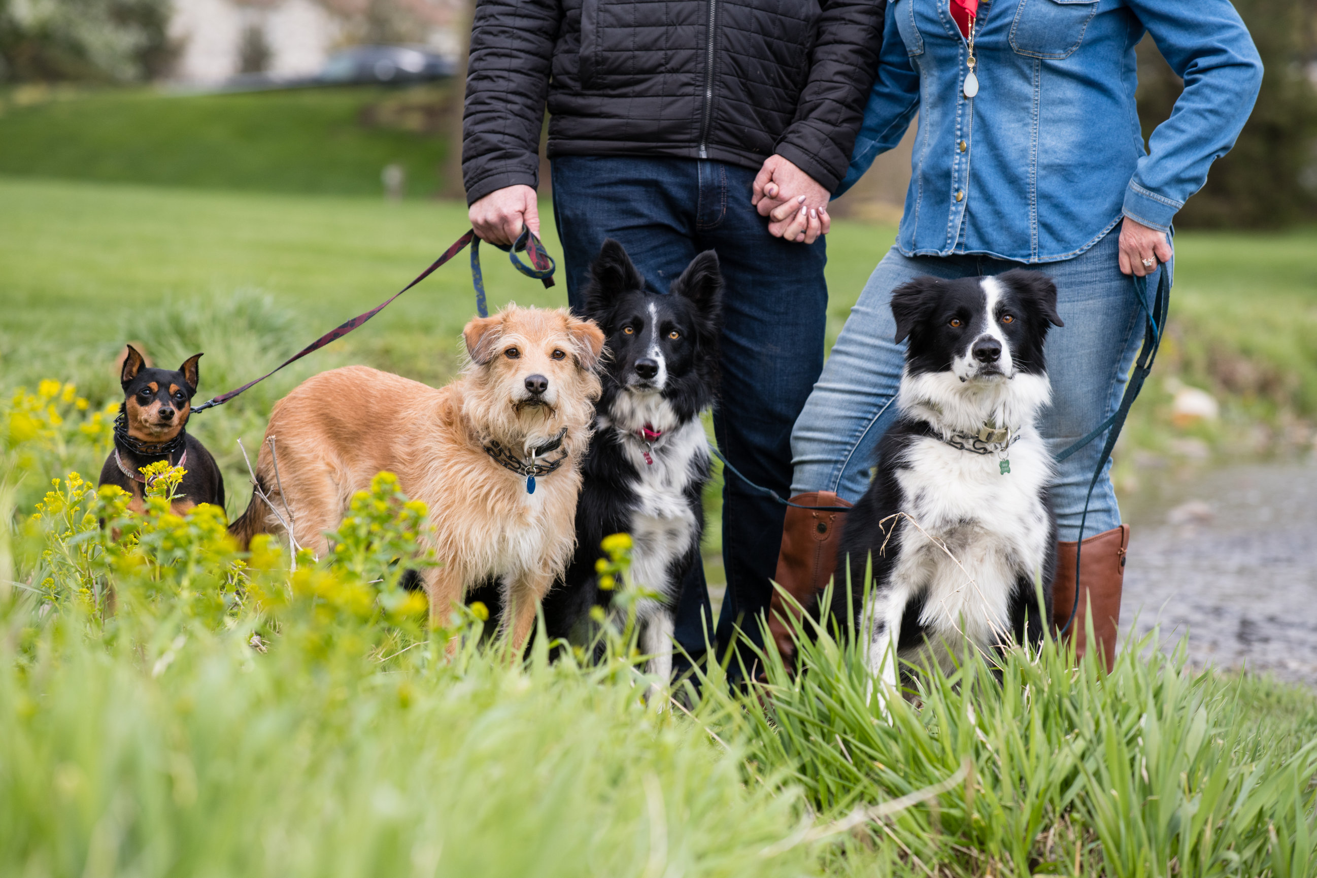 Dog Photography Columbus Ohio