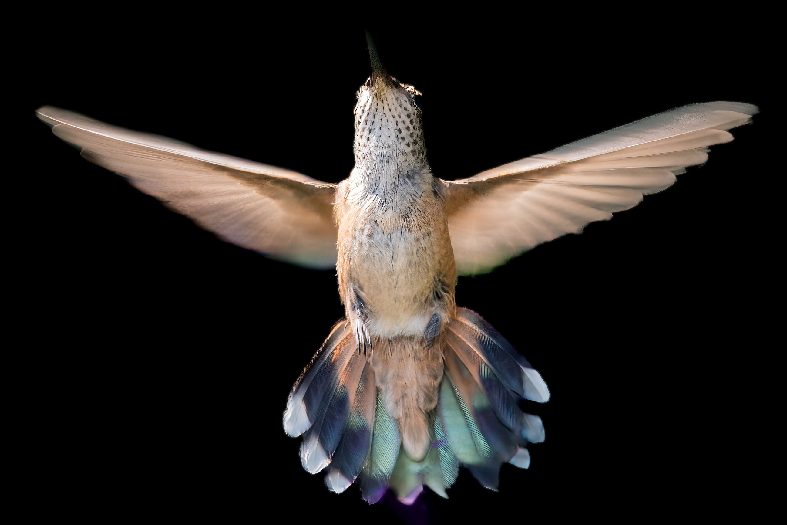 Hummingbird portfolio pictures by One Moment In Time Photography.