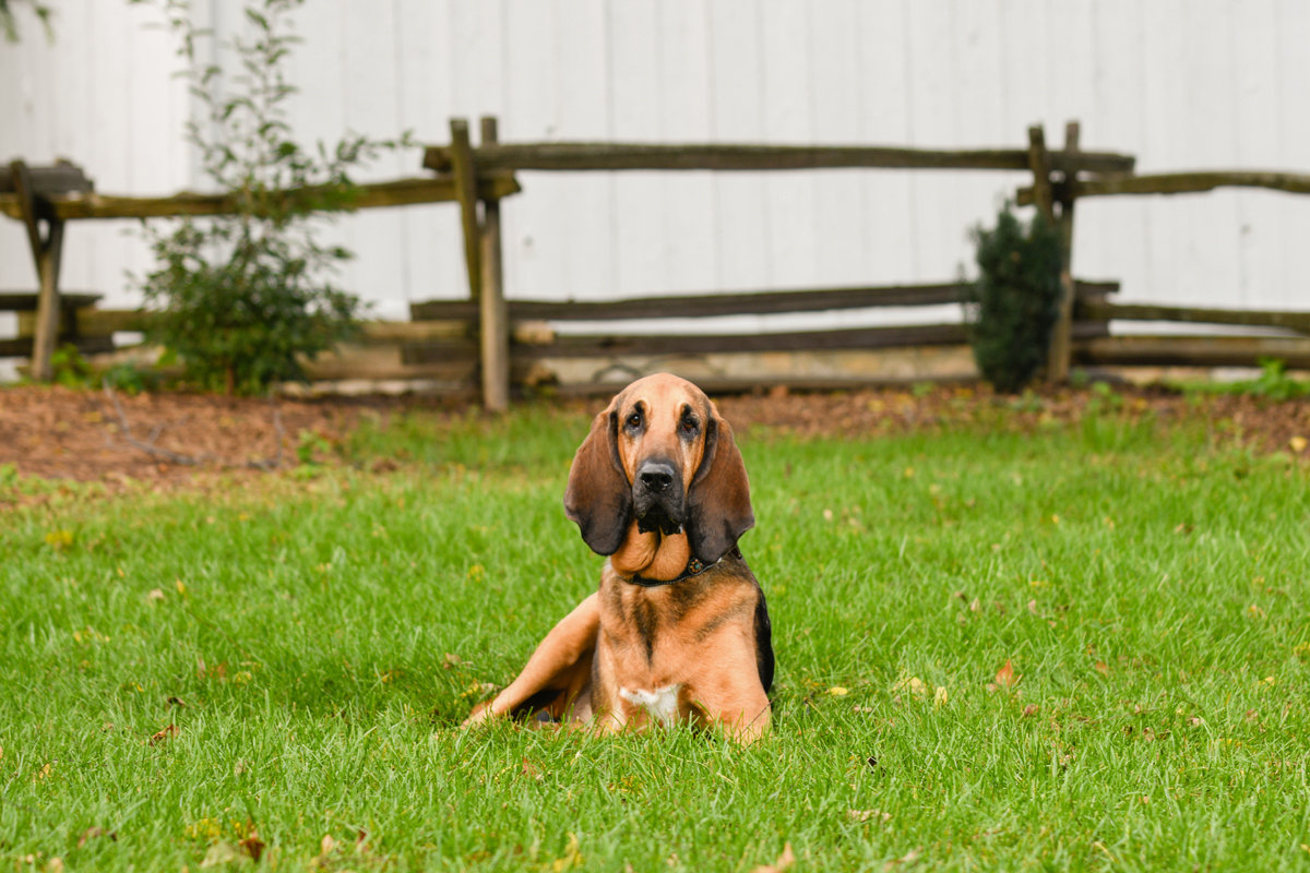 In memory of sweet Ember, Dog Portrait Session in Dublin Ohio