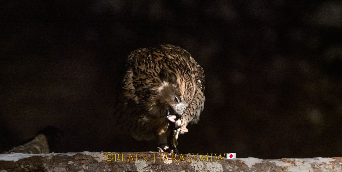 Hokkaido Photo Tours - Blakiston’s Fish Owls (B. b. blakistoni) - JAPAN ...