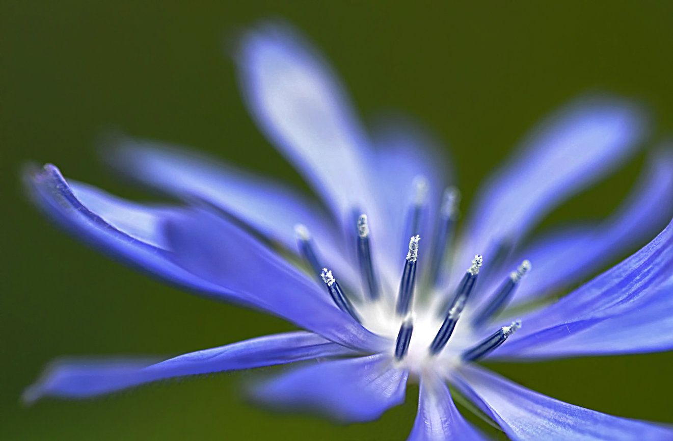 Weeds Can Produce Cool Flower Images - Mike Moats - Award Winning Macro ...