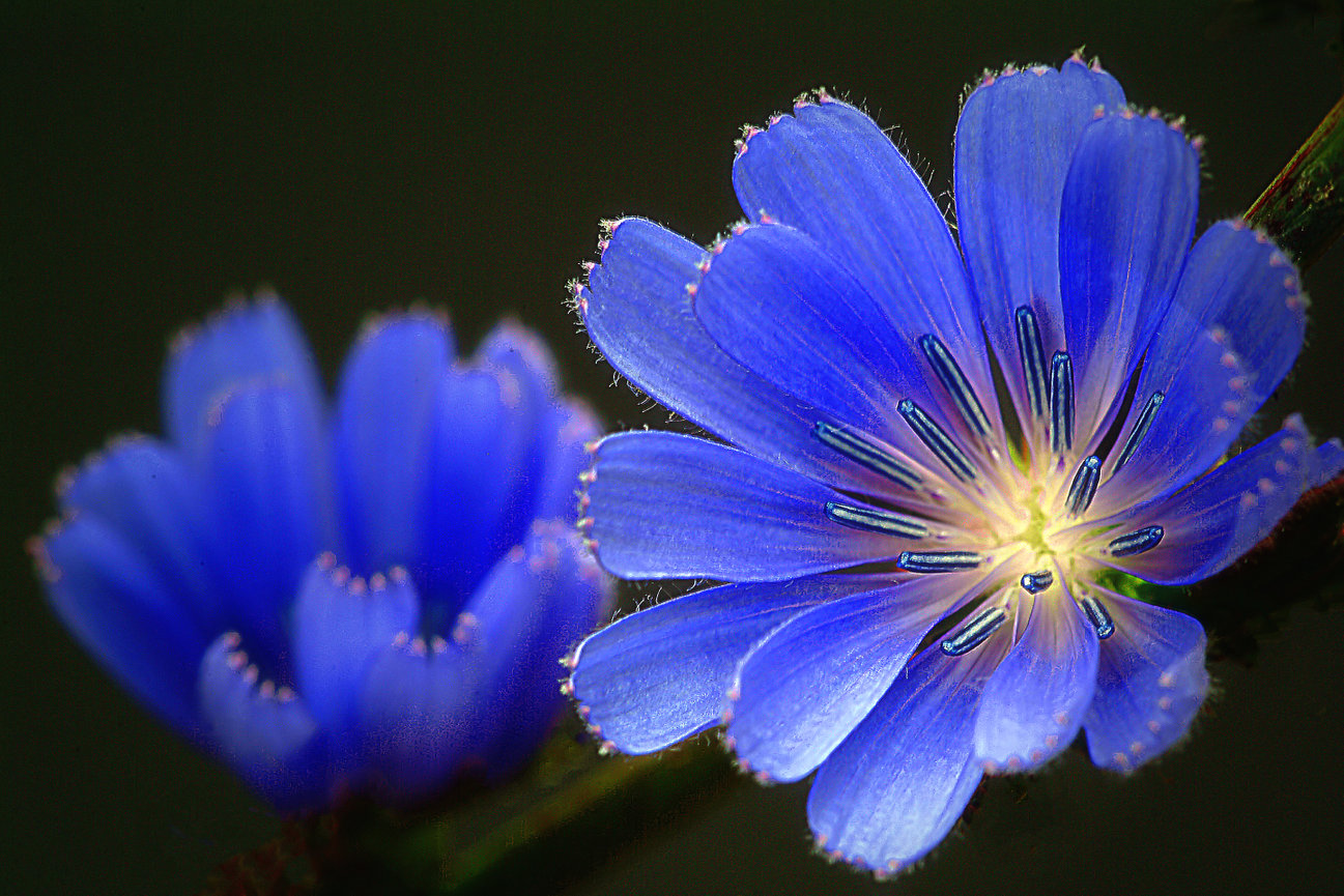 Weeds Can Produce Cool Flower Images - Mike Moats - Award Winning Macro ...