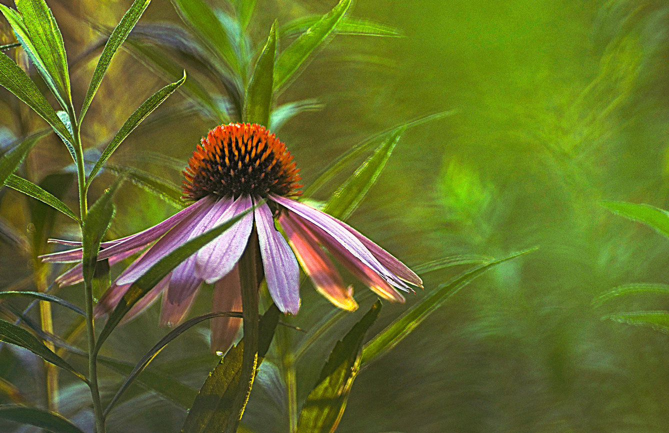 Natural Backgrounds - Mike Moats - Award Winning Macro Photographer