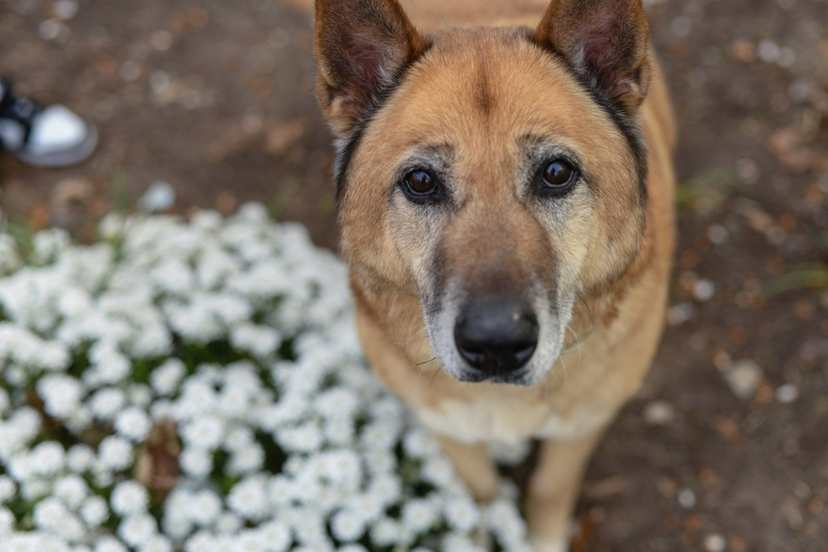 Dog Photography Columbus Ohio