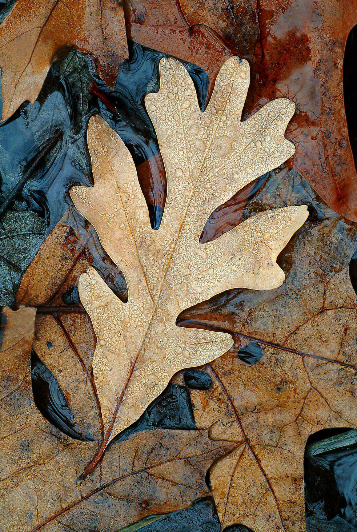 Growing as a Photographer - Mike Moats - Award Winning Macro Photographer