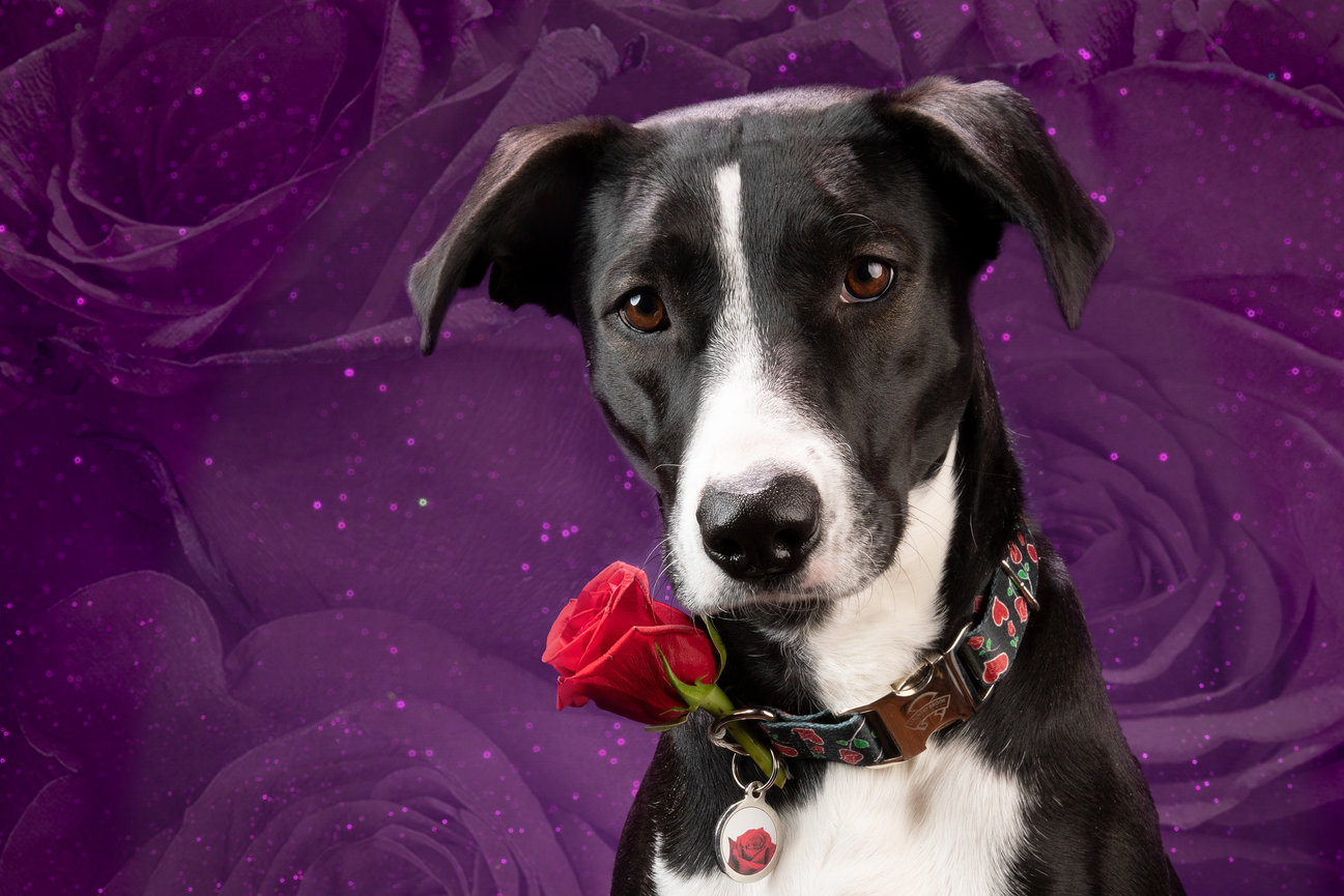 Session Options & Pricing - PawprintsPixPhotography