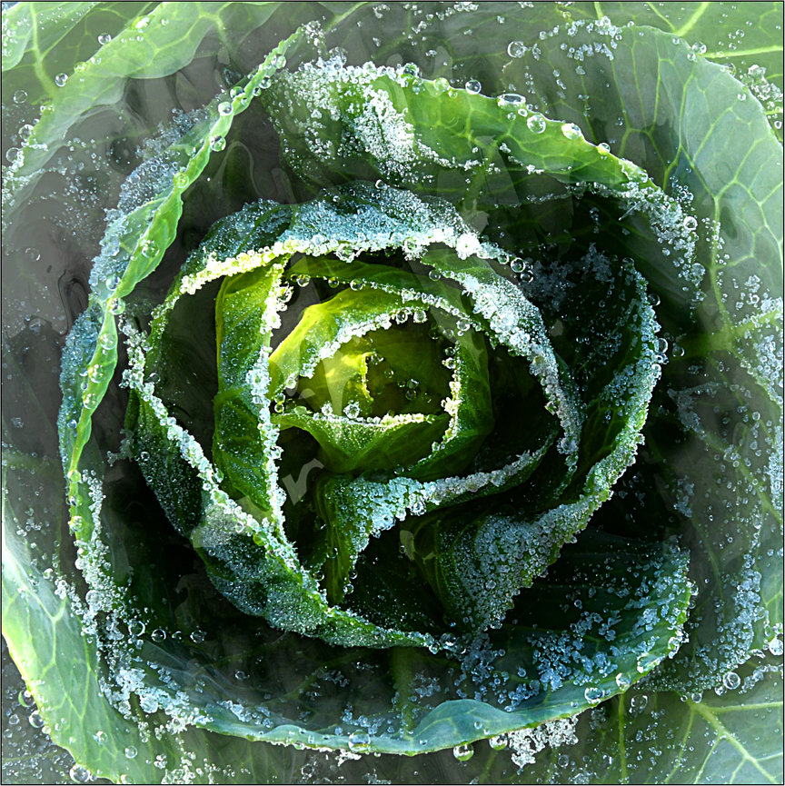 First Frost - Mike Moats - Award Winning Macro Photographer