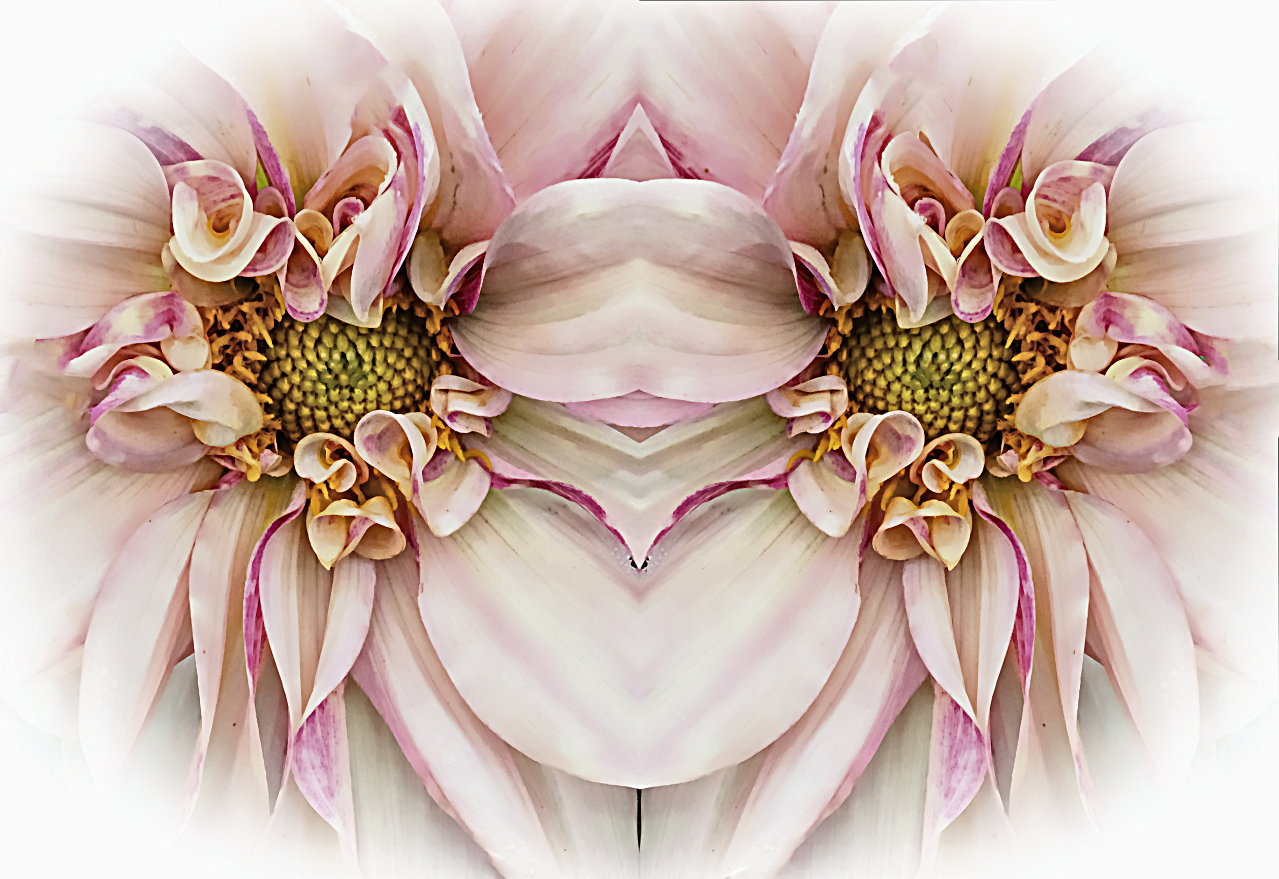 Before and After - Mirrored Daliah - Mike Moats - Award Winning Macro ...