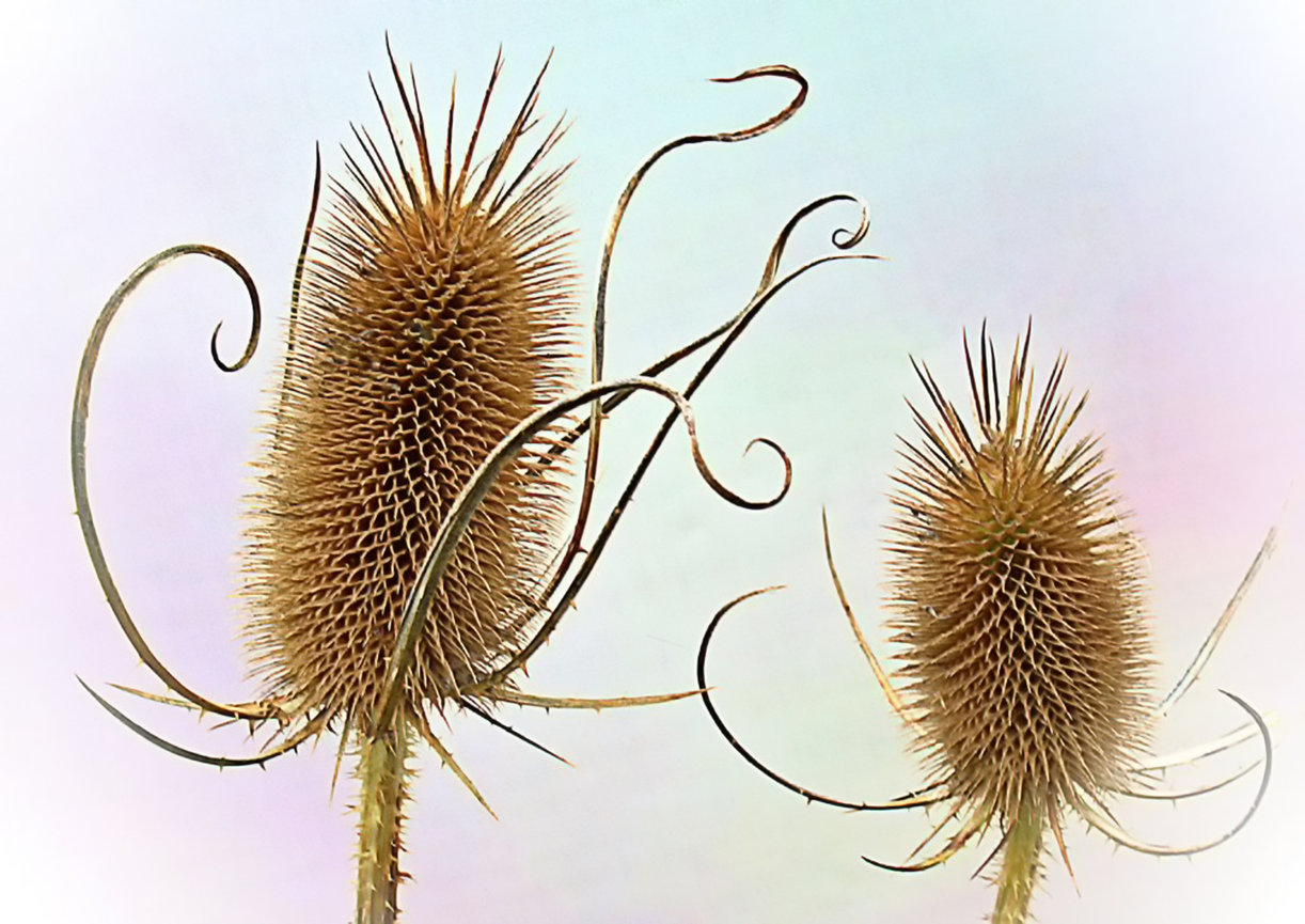 Dead of Winter - Mike Moats - Award Winning Macro Photographer