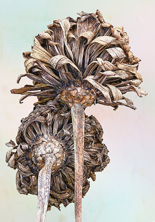 Dead of Winter - Mike Moats - Award Winning Macro Photographer