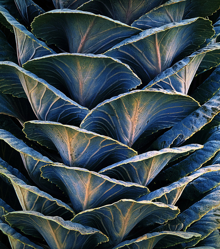 THE DIFFRACTION MYTH - Mike Moats - Award Winning Macro Photographer