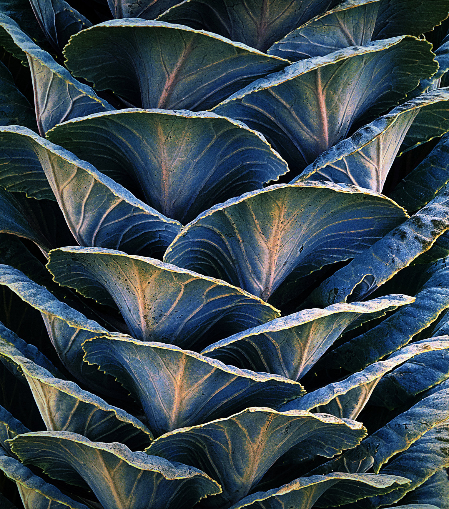 THE DIFFRACTION MYTH - Mike Moats - Award Winning Macro Photographer