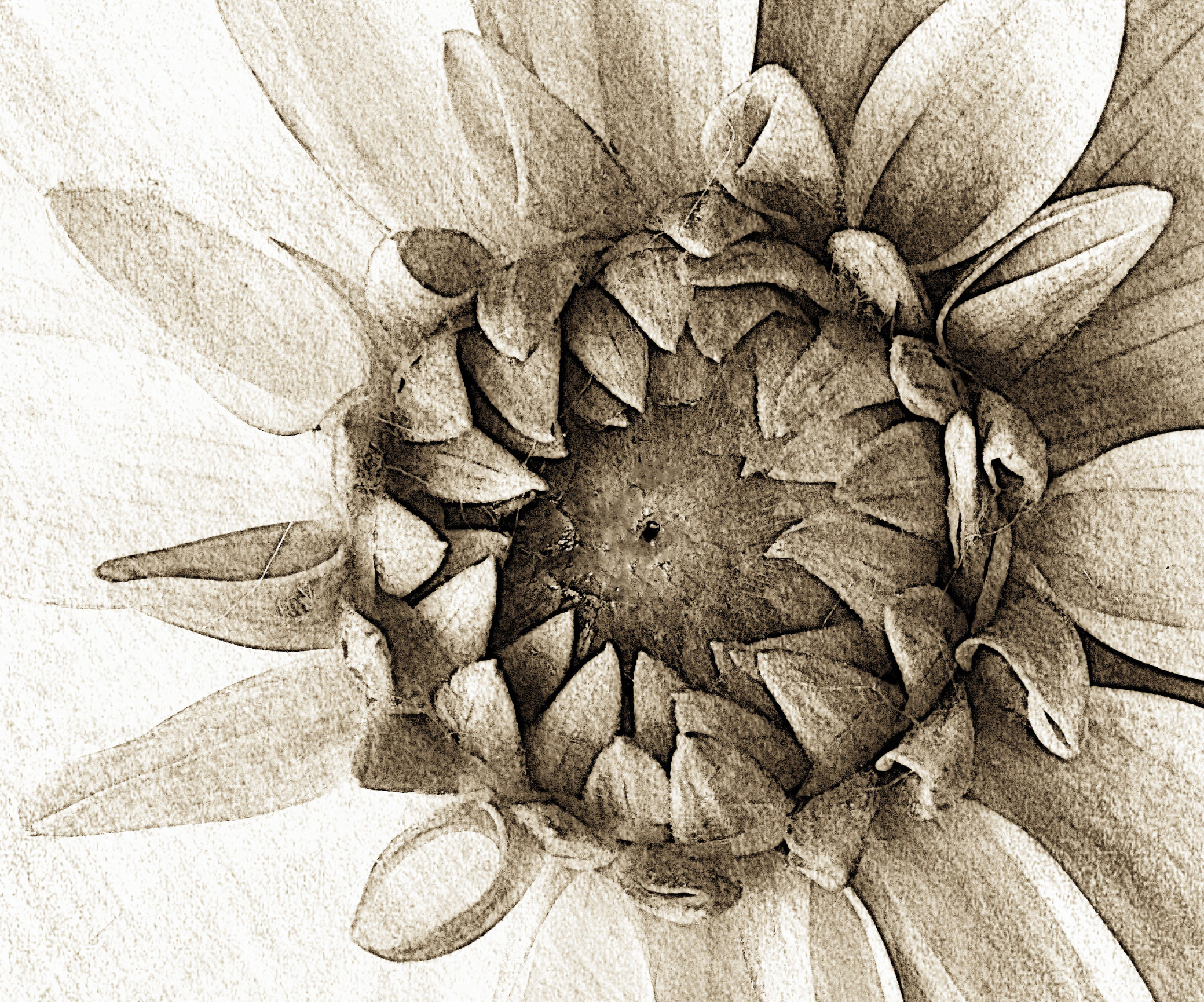 Before and After - Sepia Tone Dahila - Mike Moats - Award Winning Macro ...