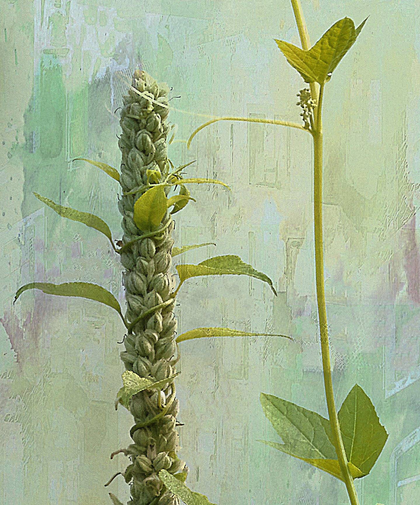 Before and After - Common Mullein - Mike Moats - Award Winning Macro ...