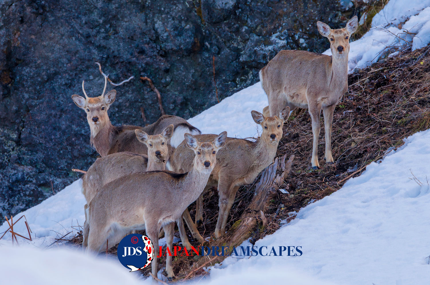 Chasing Giants: Off-Road Adventure to the Hokkaido Ezo Sika Deer Herd ...